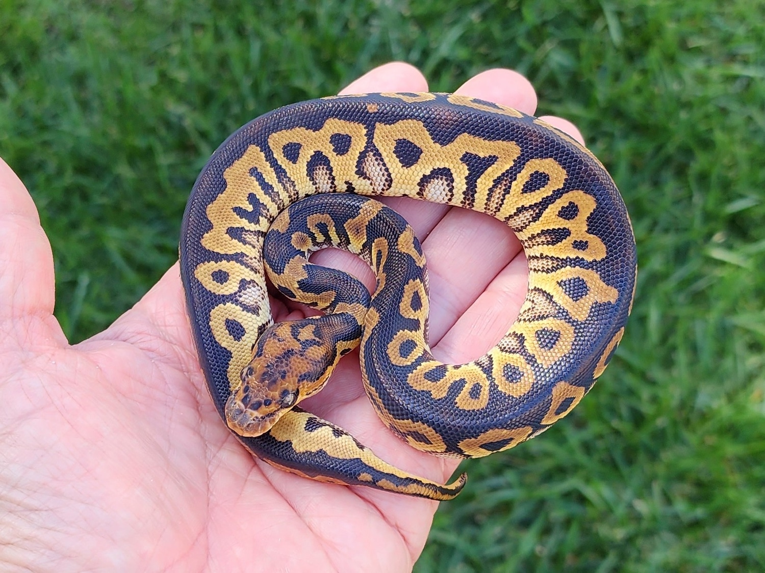 Black Head Spotnose Clown Ball Python by Rp Reptiles - MorphMarket