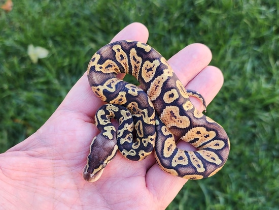 GHI Pastel Het Hypo (Poss Trojan) Ball Python by Rp Reptiles