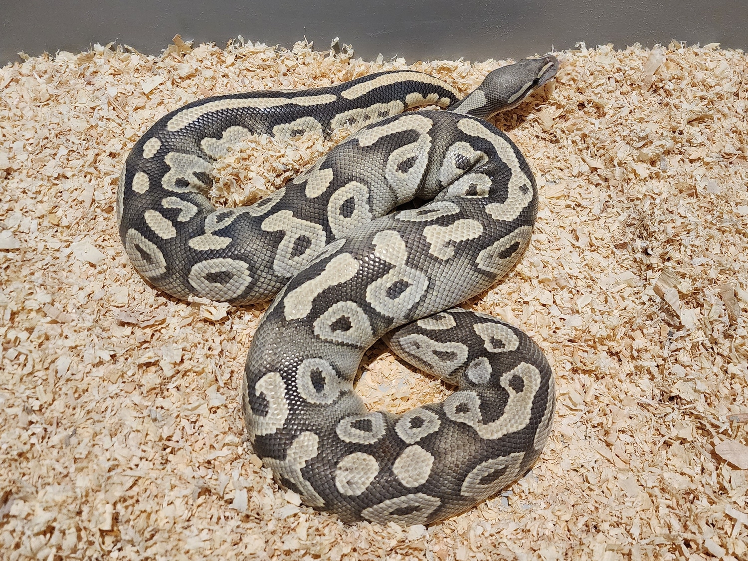 Hypo Mojave Ball Python by Rp Reptiles - MorphMarket