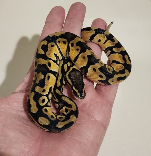 Pastel Het Clown (Poss Orange Dream)(Poss Het Desert Ghost) Ball Python ...