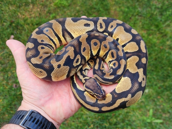 *850g* Pastel Double Het Clown Desert Ghost Ball Python by Rp Reptiles