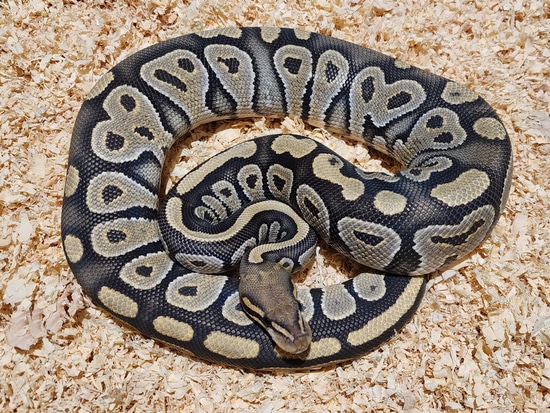Hypo Chocolate Ball Python by Rp Reptiles