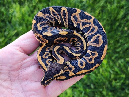Black Pastel Leopard Het Clown Ball Python by Rp Reptiles