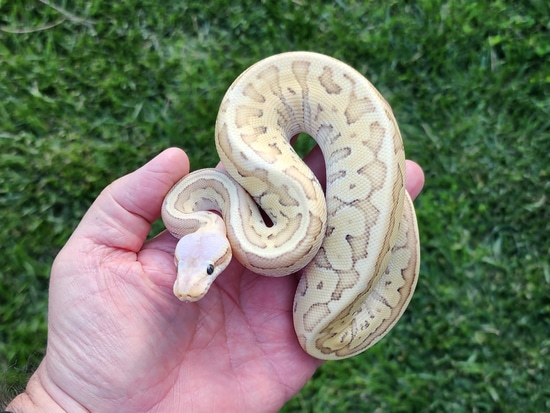Mojave Pastel Pinstripe Desert Ghost (Poss Het Cryptic) Ball Python by ...