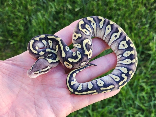 Mojave Pastel Double Het Clown Desert Ghost Ball Python by Rp Reptiles