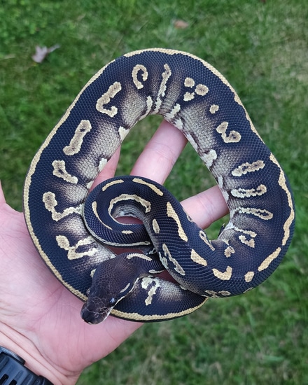 Black Head Confusion Mojave Het Clown Ball Python by Rp Reptiles