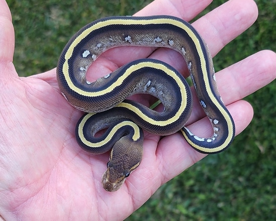 Cypress Mojave Yellow Belly Het Ghost Ball Python by Rp Reptiles