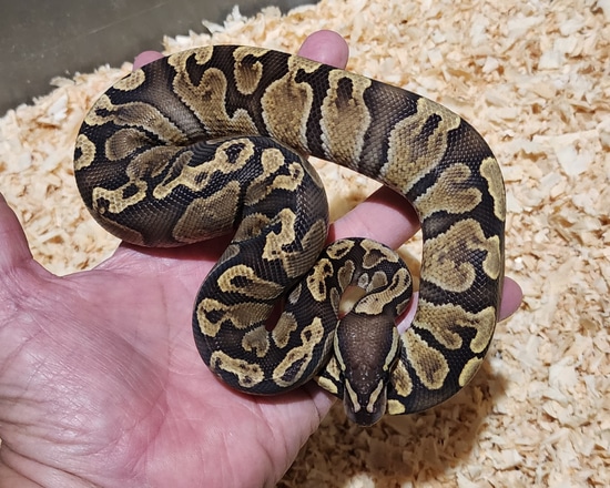 GHI Trojan Het Ghost Ball Python by Rp Reptiles