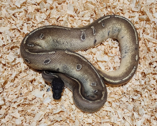 Super Black Head Enchi Mojave Ball Python by Rp Reptiles
