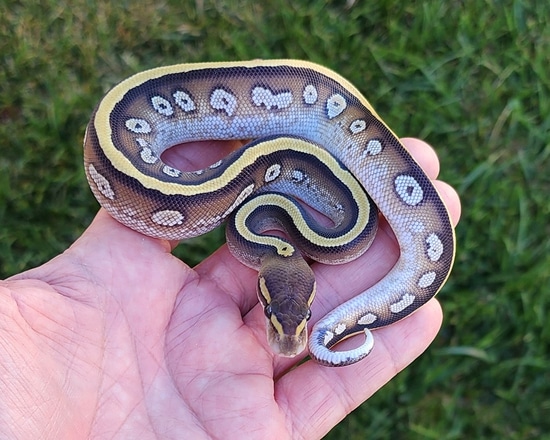 Cypress Mojave Yellow Belly Het Ghost Ball Python by Rp Reptiles