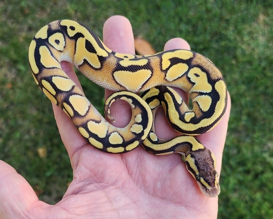 Cypress Enchi Mojave Pastel (Poss Yellow Belly) Het Ghost Ball Python by Rp Reptiles