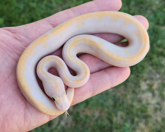 Banana Champagne GHI Pastel Clown Ball Python by Rp Reptiles