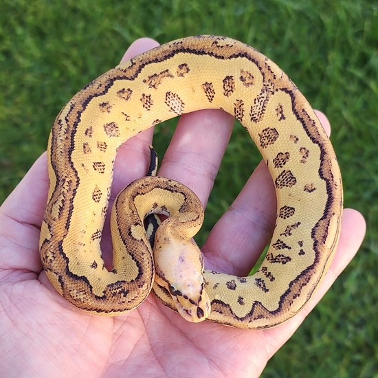 Super Vanilla Clown Ball Python by Rp Reptiles