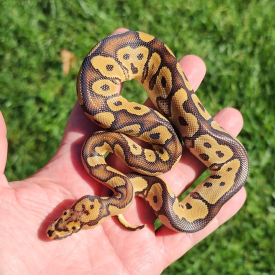 Trojan Clown Ball Python by Rp Reptiles