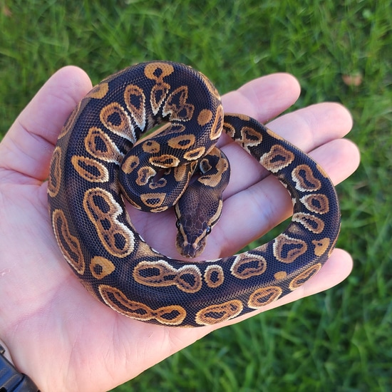 Black Pastel Double Het Clown Desert Ghost Ball Python by Rp Reptiles