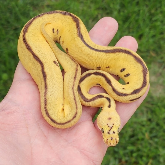 Enchi Leopard Pastel Spotnose Clown Ball Python by Rp Reptiles