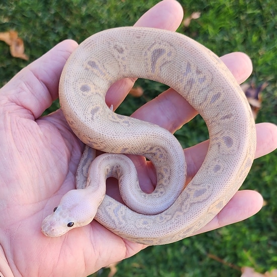 Female Maker Acid Banana Black Pewter Clown Ball Python by Rp Reptiles