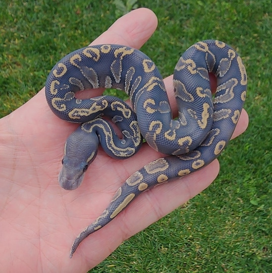 Hypo Black Head GHI Ball Python by Rp Reptiles