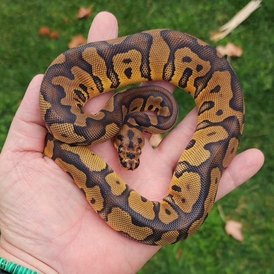 Acid Enchi Clown Ball Python by Rp Reptiles