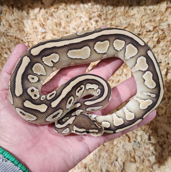 Lesser Het Clown Ball Python by Rp Reptiles