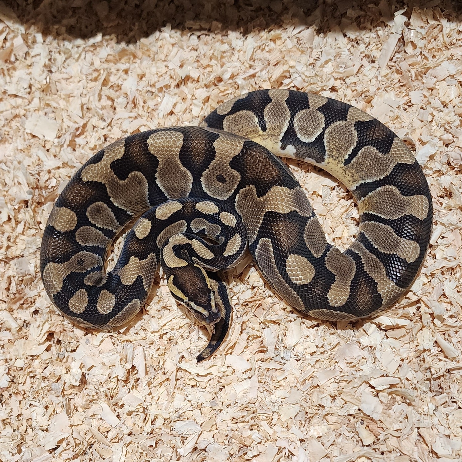 Enchi Double Het Cryptic Ghost