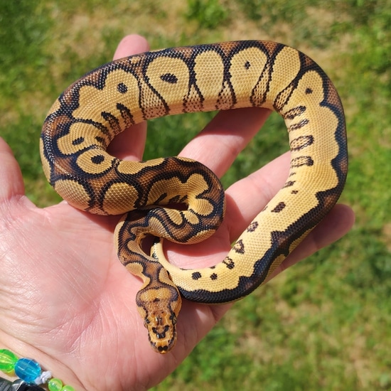 Super Gravel Clown *PROJECT PAIR* Ball Python by Rp Reptiles