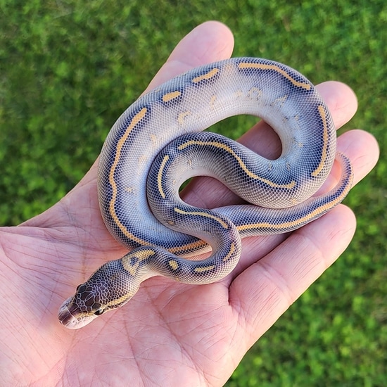 Black Pastel Highway Het Clown Ball Python by Rp Reptiles