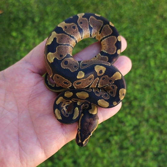 Het Ultramel (Poss Het Clown) Ball Python by Rp Reptiles