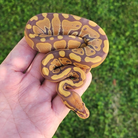 Ultramel Ball Python by Rp Reptiles
