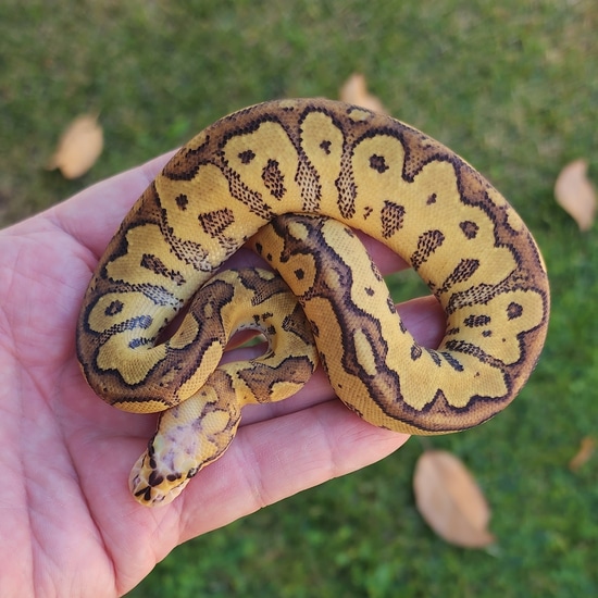 Super Vanilla Clown Ball Python by Rp Reptiles