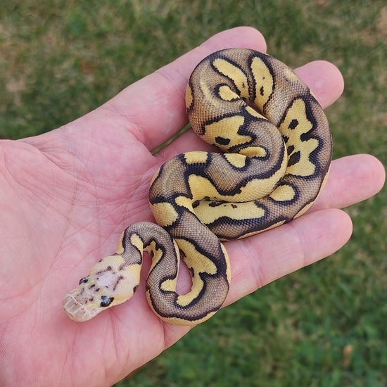 Chocolate Firefly Clown Ball Python by Rp Reptiles