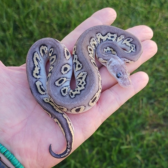 Black Pewter Clown Ball Python by Rp Reptiles