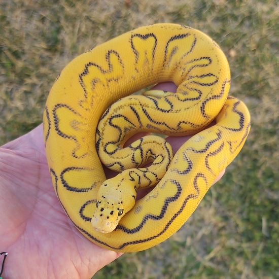 Super Gravel Black Head Enchi Pastel Clown (Poss Red/Ringer) Ball ...