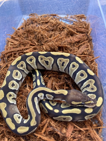 Mojave Vanilla Ball Python by Wicked constriction