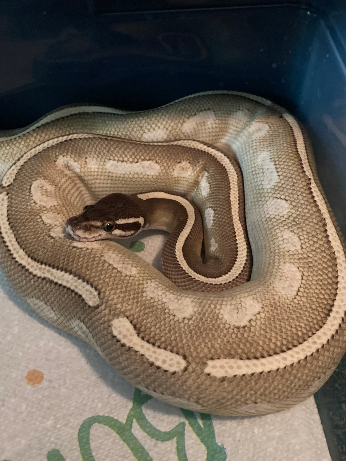 Purple Passion Ball Python by Wicked constriction - MorphMarket