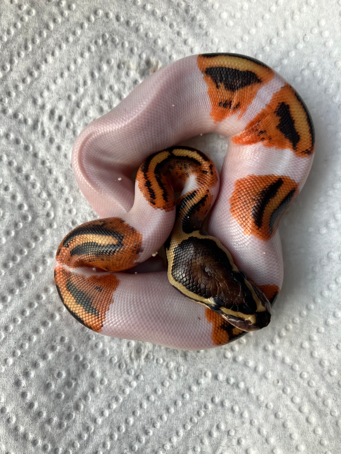Yellow Belly Or Gravel Pied Ball Python by Wicked constriction ...