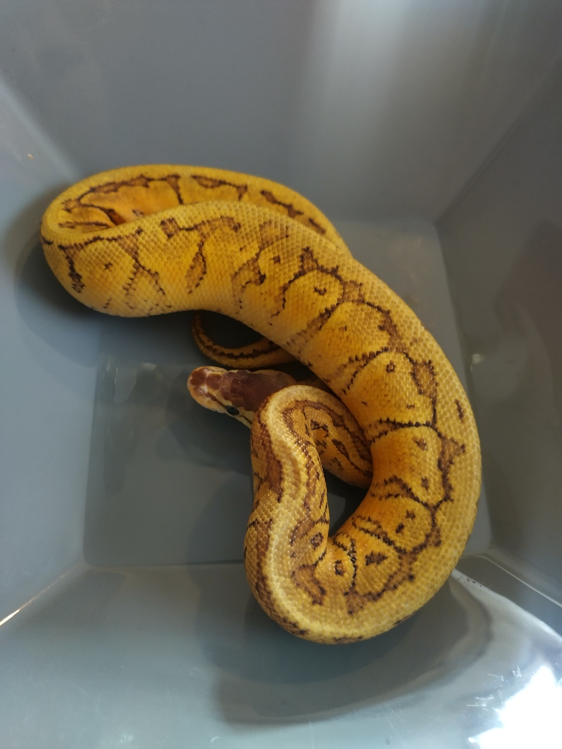 Pastel YB Pinstripe Het Ultramel Ball Python by Ophidian Forge ...
