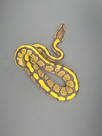 Fire Special Ball Python by Ophidian Forge