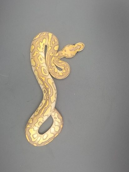 Spotnose Lesser Trick Clown Ball Python by Ophidian Forge