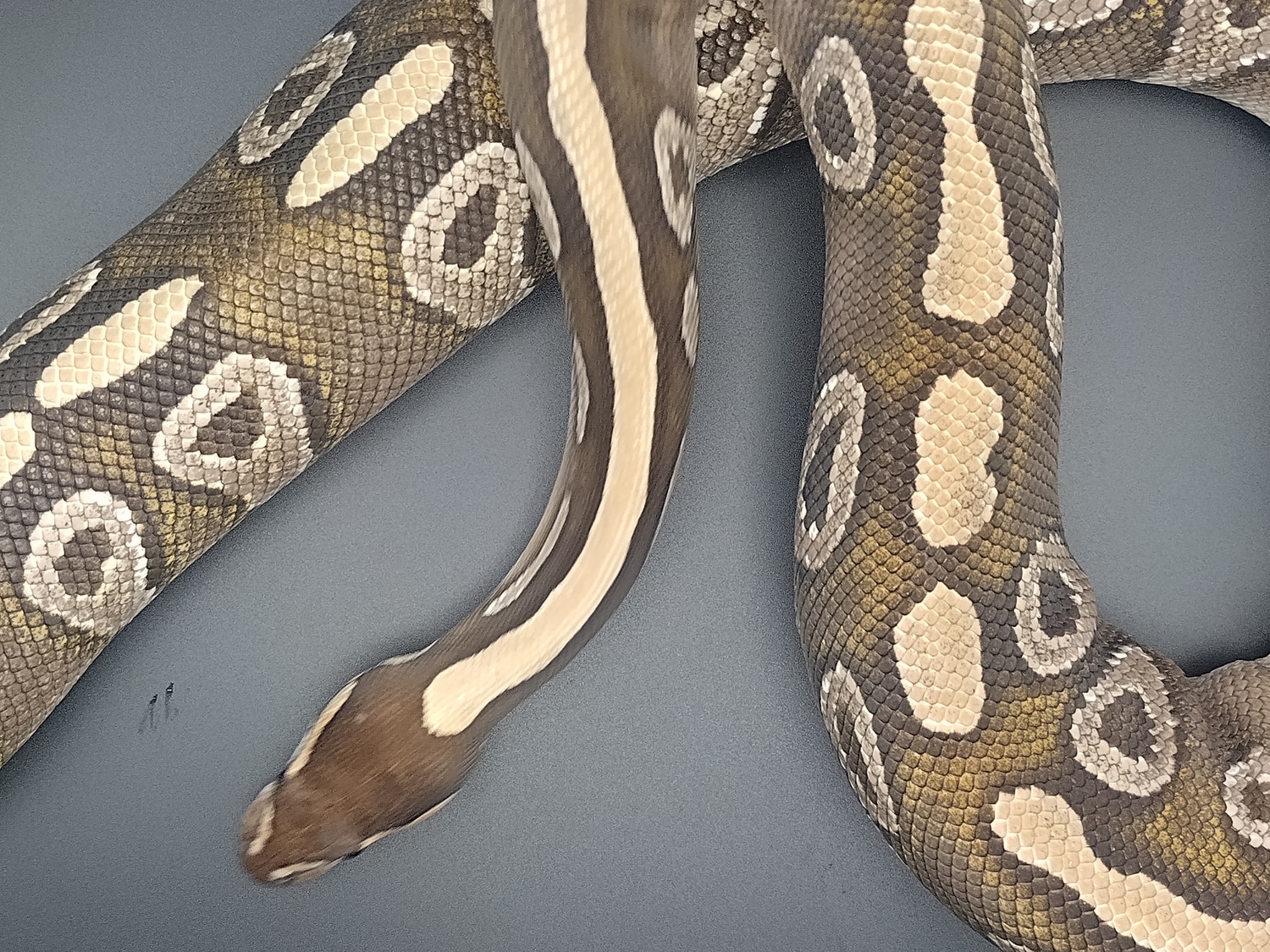 Mojave Het DG Ball Python by Ophidian Forge - MorphMarket
