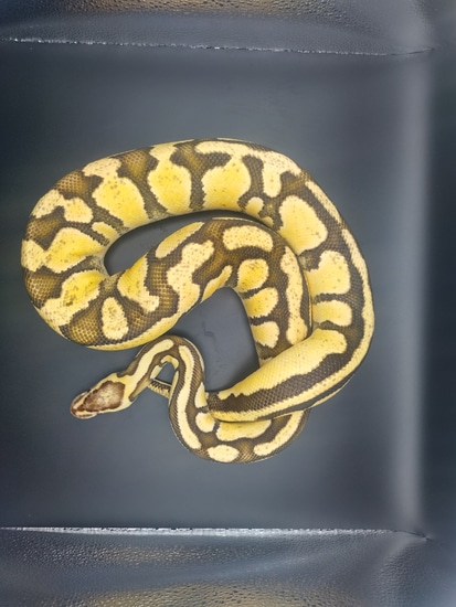 Firefly Ball Python by Ophidian Forge