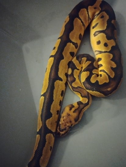 Red Stripe Clown Ball Python by Ophidian Forge