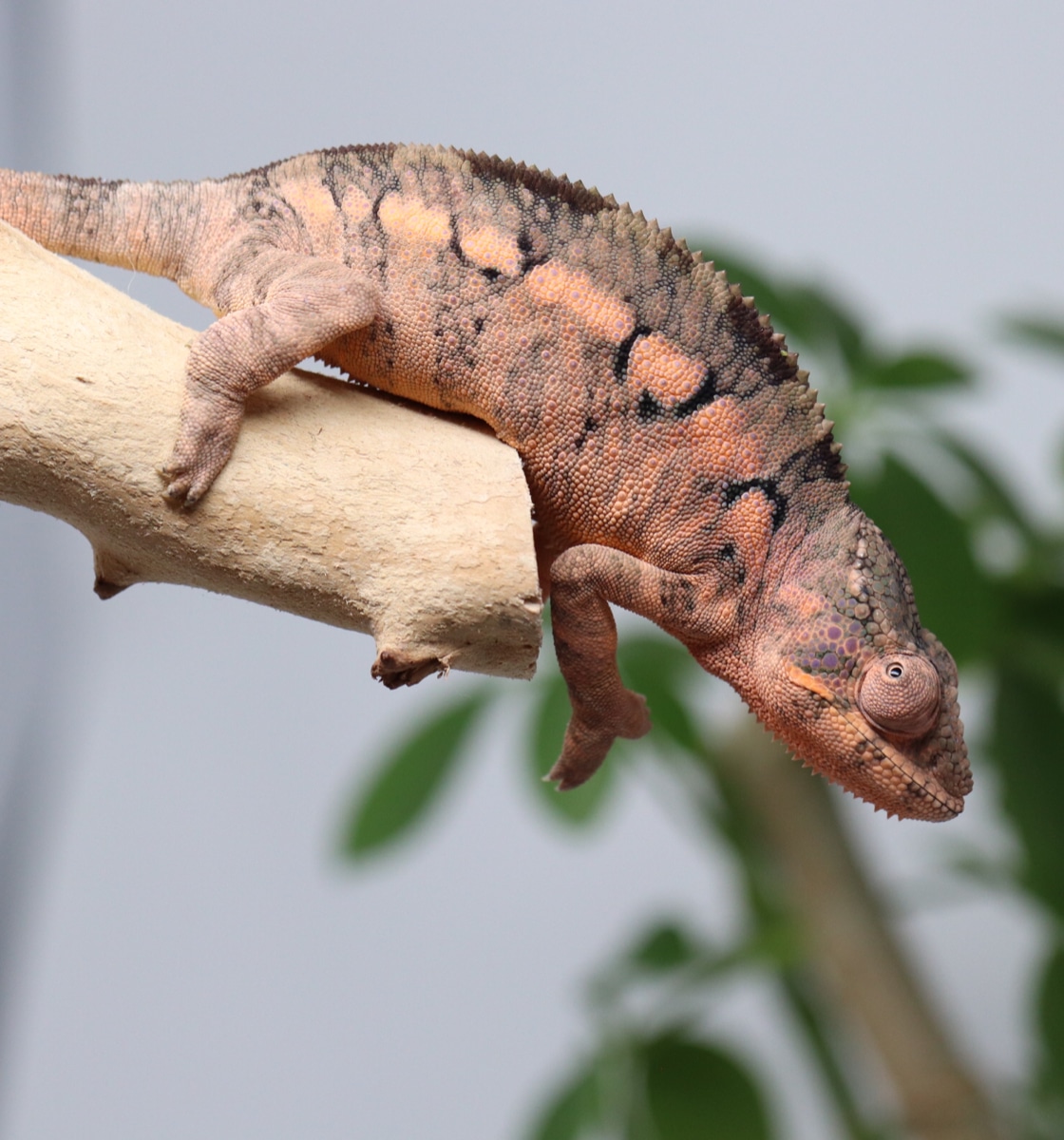 Ambilobe Panther Chameleon by Roberson Reptiles - MorphMarket