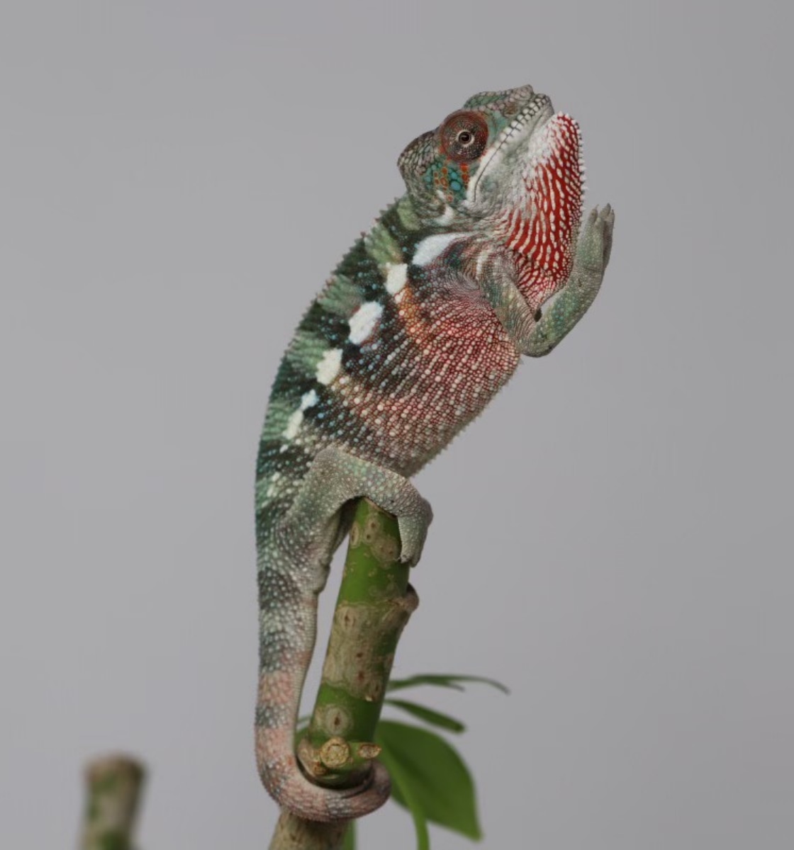 Ambilobe Panther Chameleon by Roberson Reptiles - MorphMarket