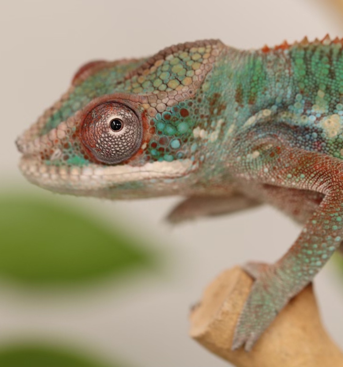 Ambilobe Panther Chameleon by Roberson Reptiles - MorphMarket