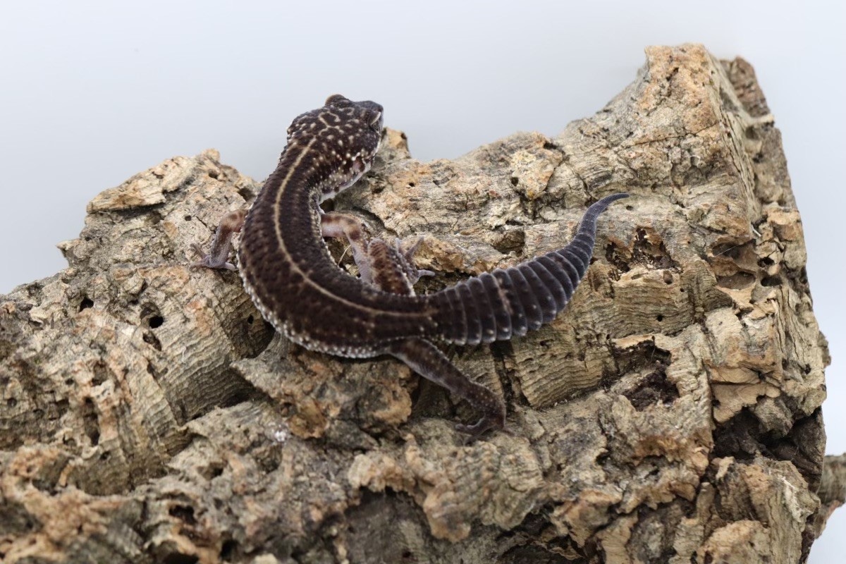Black Night Leopard Gecko by Roberson Reptiles - MorphMarket
