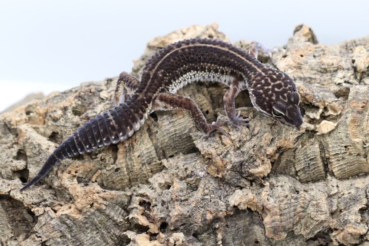 Black Night Leopard Gecko by Roberson Reptiles - MorphMarket