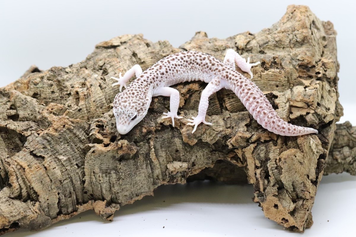 Total Eclipse Leopard Gecko by Roberson Reptiles - MorphMarket