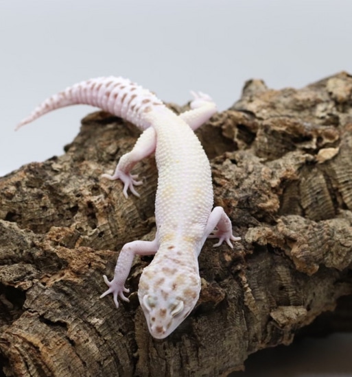 WY Bell Snow Leopard Gecko by Roberson Reptiles