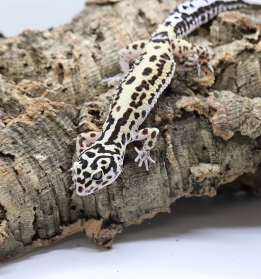 Mandarin Tangerine Zorro Bandit Leopard Gecko by Roberson Reptiles